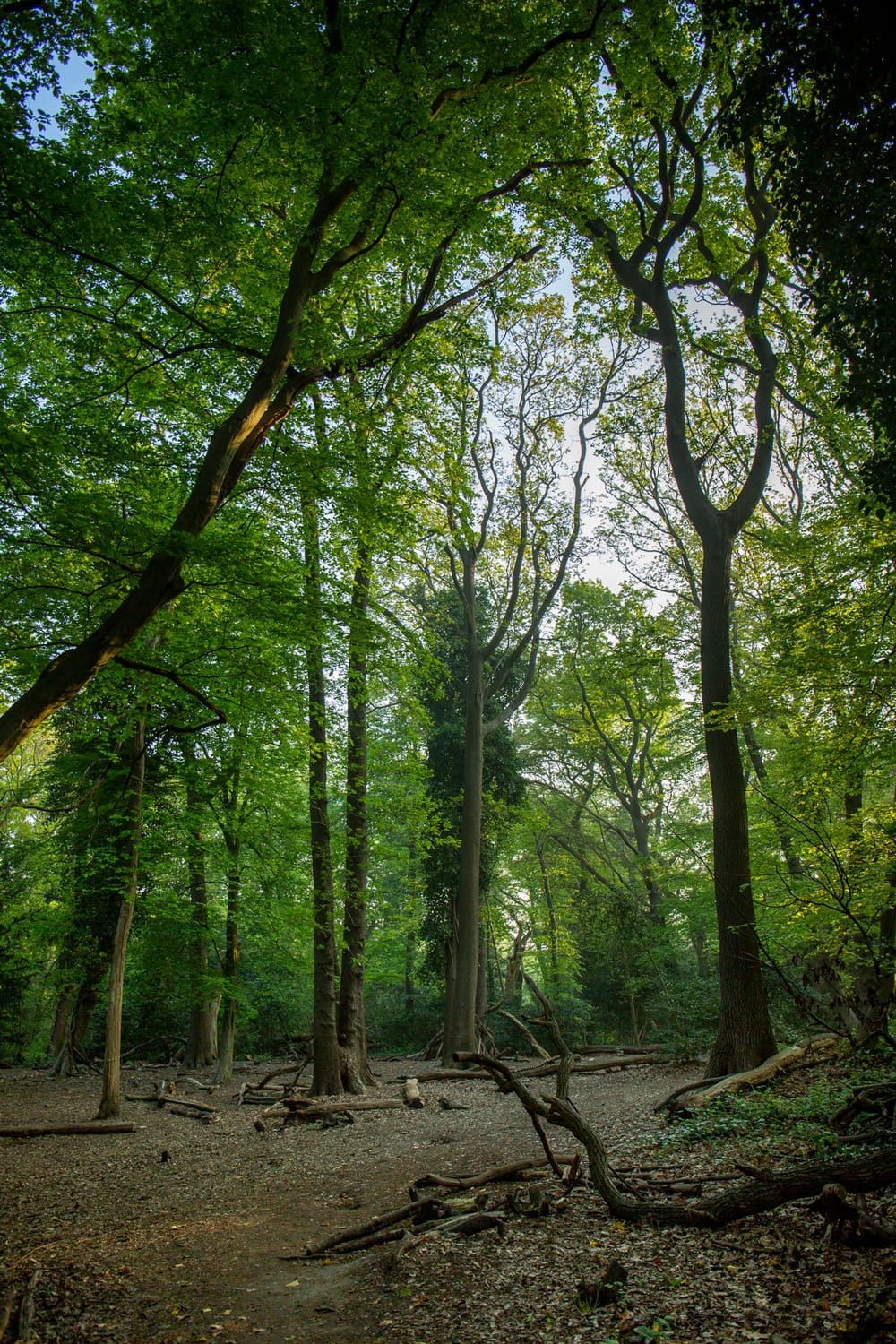 Sydenham Hill and Dulwich Woods: A hidden gem in south east London