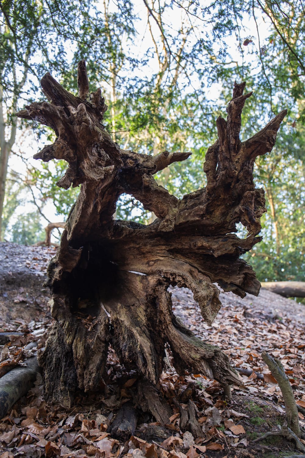 Sydenham Hill and Dulwich Woods: A hidden gem in south east London