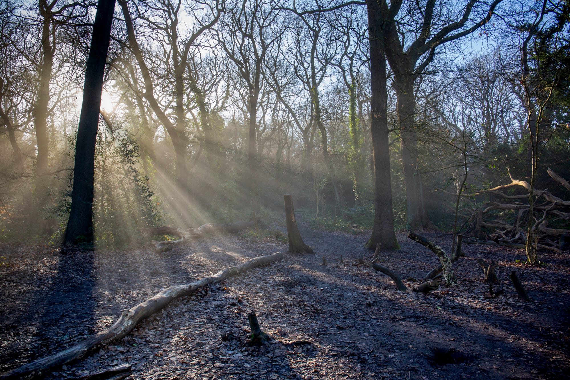 Sydenham Hill and Dulwich Woods: A hidden gem in south east London